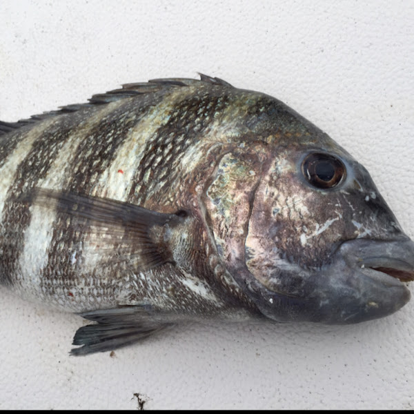 Sheepshead | Project Noah