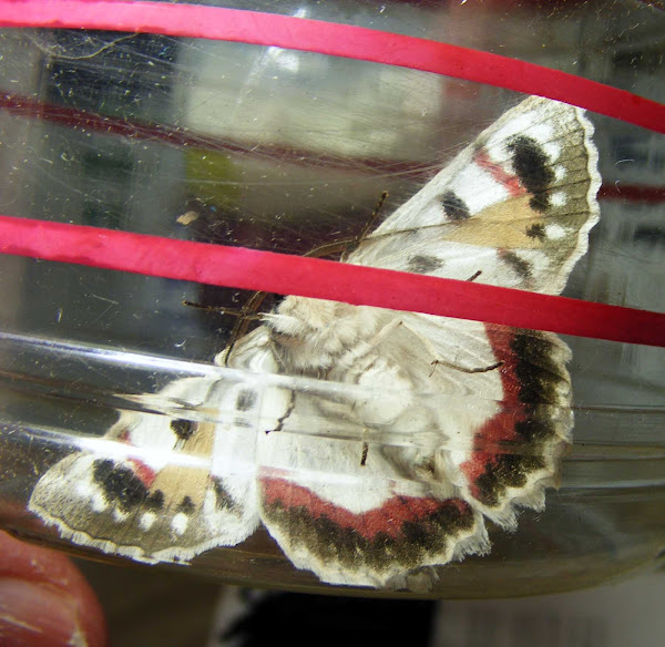 Red-lined Looper Moth | Project Noah