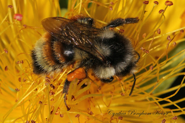 Vancouver Island Bumble Bee | Project Noah