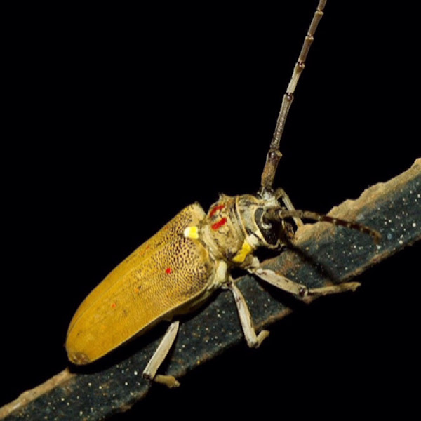 Mango Stem Borer | Project Noah