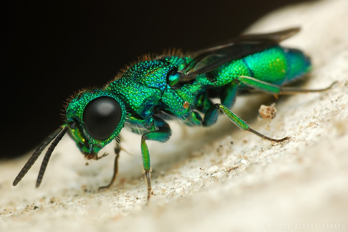 Cuckoo wasp | Project Noah