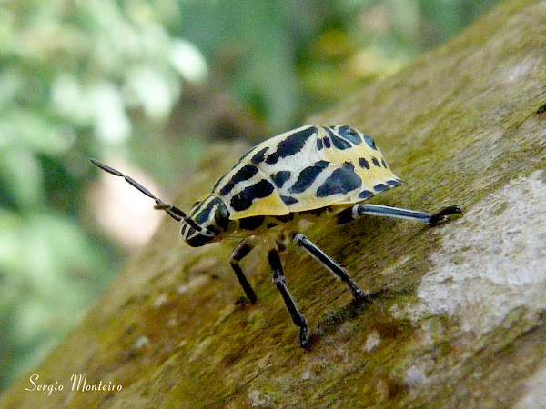 Predatory stink bug nymph | Project Noah