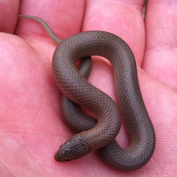 Smooth earth snake | Project Noah
