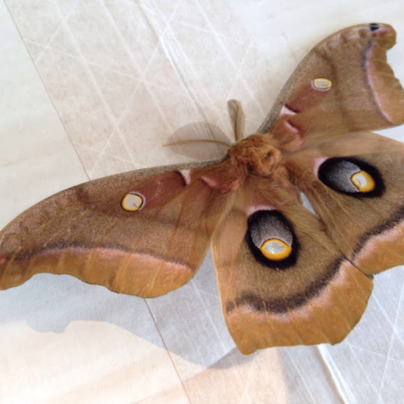 Polyphemus Moth | Project Noah