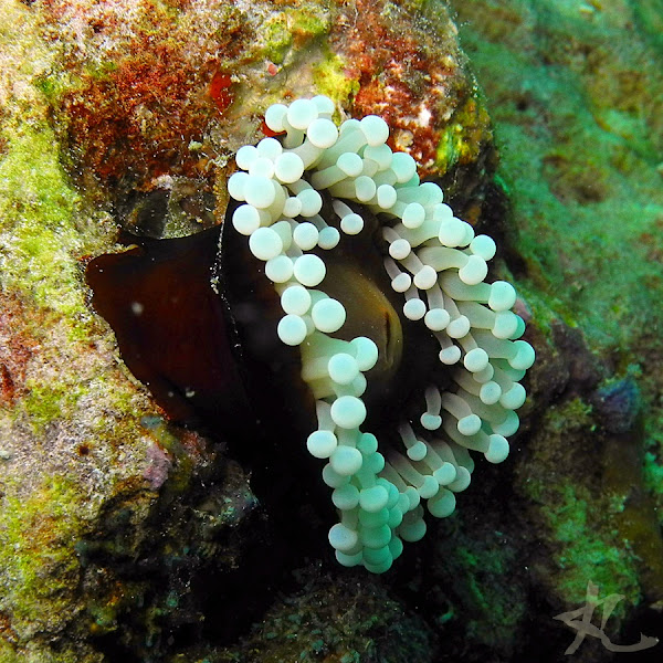 Corallimorpharian | Project Noah