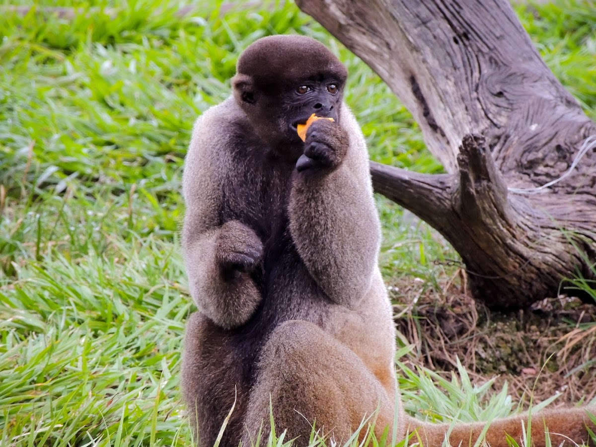 Macaco-barrigudo | Project Noah