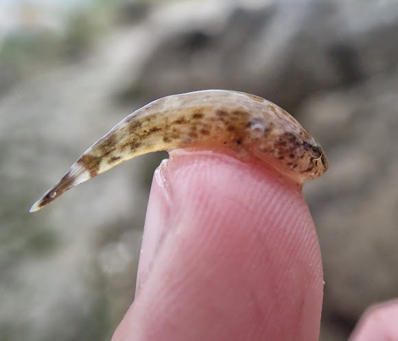 Skilletfish | Project Noah