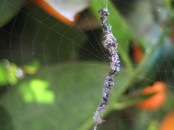 Trashline Spider | Project Noah