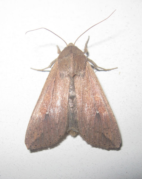 Armyworm Moth | Project Noah