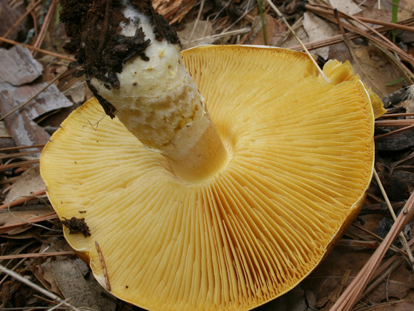 Floccularia albolanaripes | Project Noah