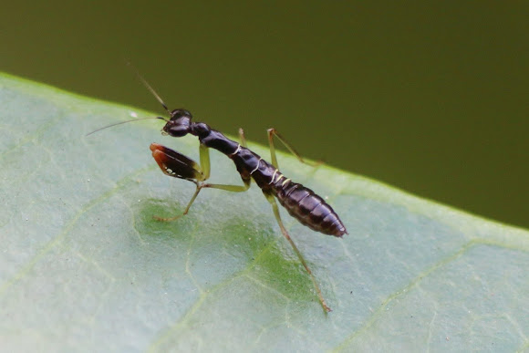 Ant mimic praying mantis nymph | Project Noah