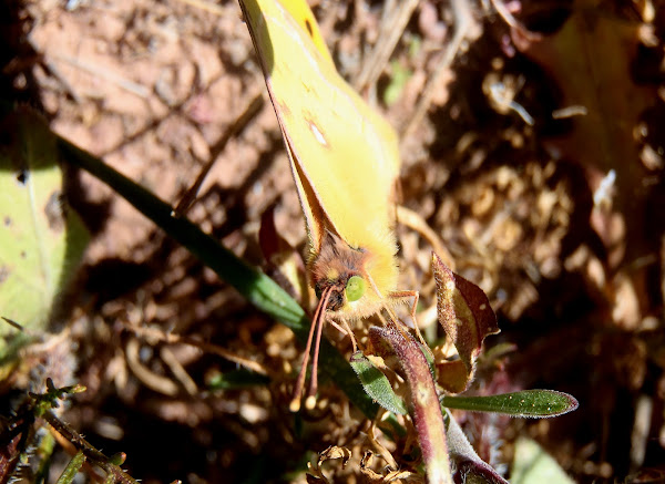 Mariposa colias, butterfly | Project Noah