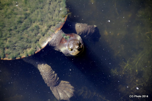 Krefft's River Turtle | Project Noah