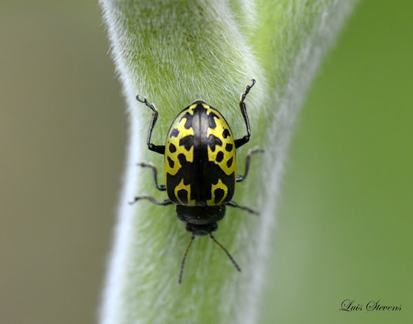 Calligraphy Beetle | Project Noah