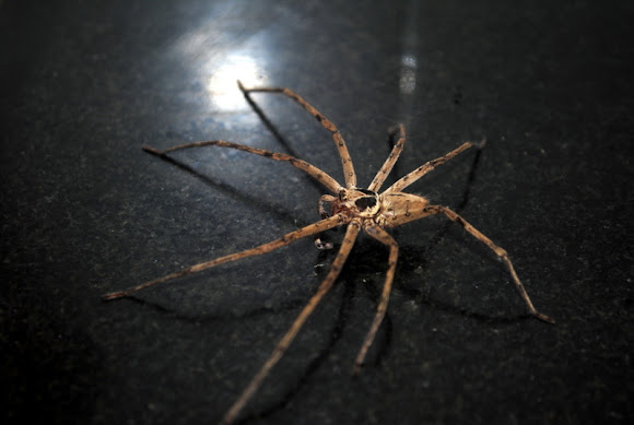 Brown Huntsman spider or Laya | Project Noah