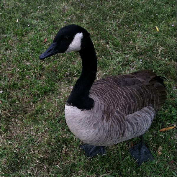 Canada Goose | Project Noah