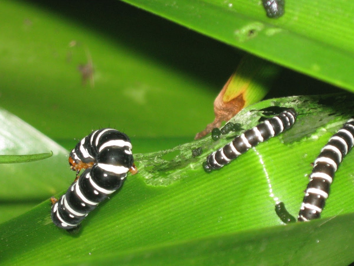 Spanish Moth Caterpillar | Project Noah