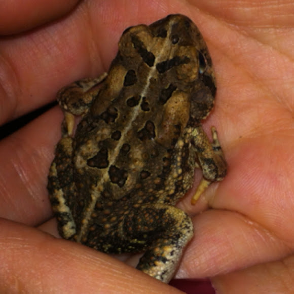 Fowler's Toad, female | Project Noah