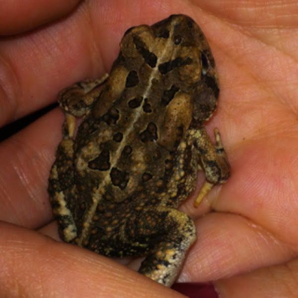 Fowler's Toad, female | Project Noah
