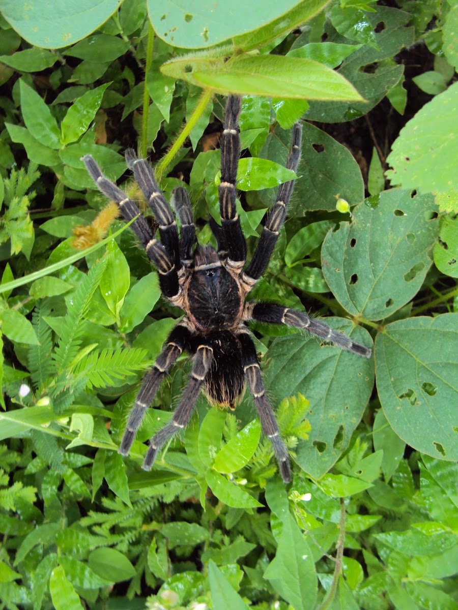 Tarantula o pica caballo | Project Noah