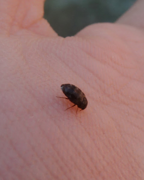 Glabrous Cabinet Beetle | Project Noah