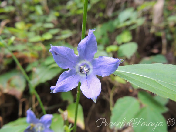 American Bellflower | Project Noah