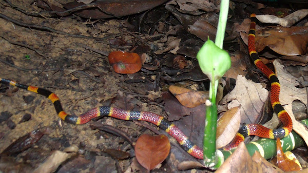 Central American Coral Snake | Project Noah