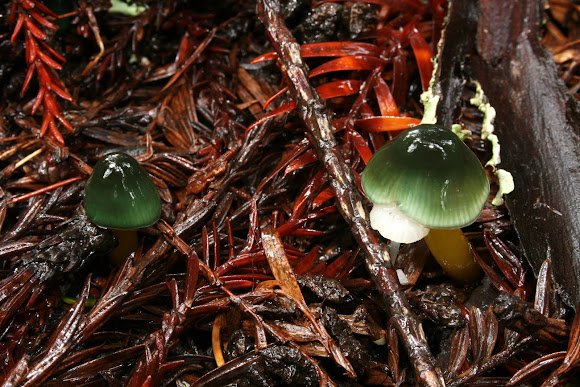 Parrot Mushroom | Project Noah