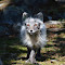 Arctic Fox | Project Noah