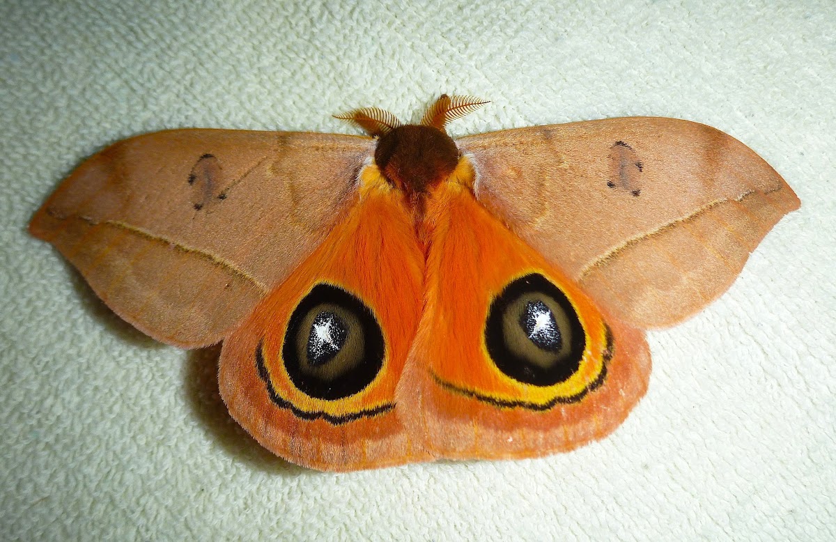 Automeris Moth | Project Noah