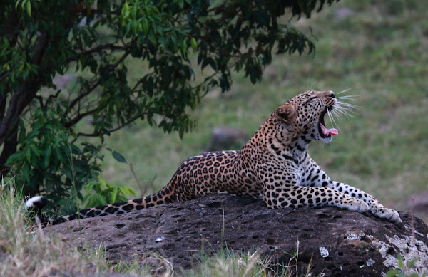 Leoprad | Project Noah