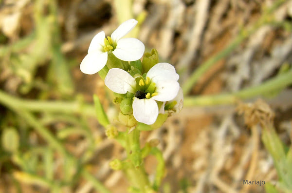 Jaramago | Project Noah