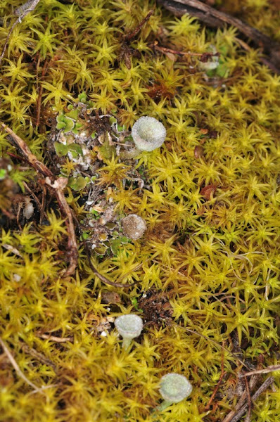 Cladonia sp. | Project Noah
