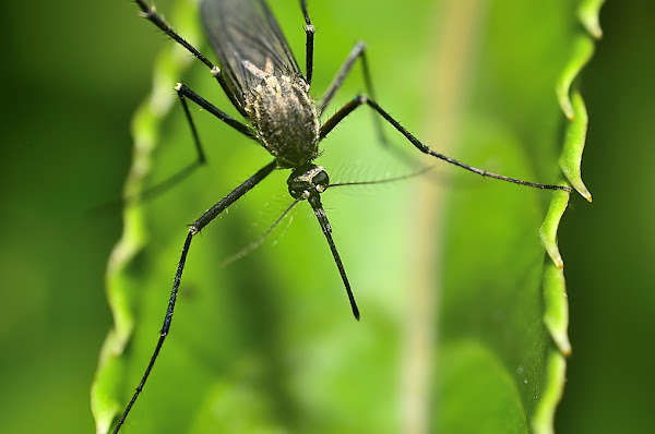 Culex Mosquito | Project Noah