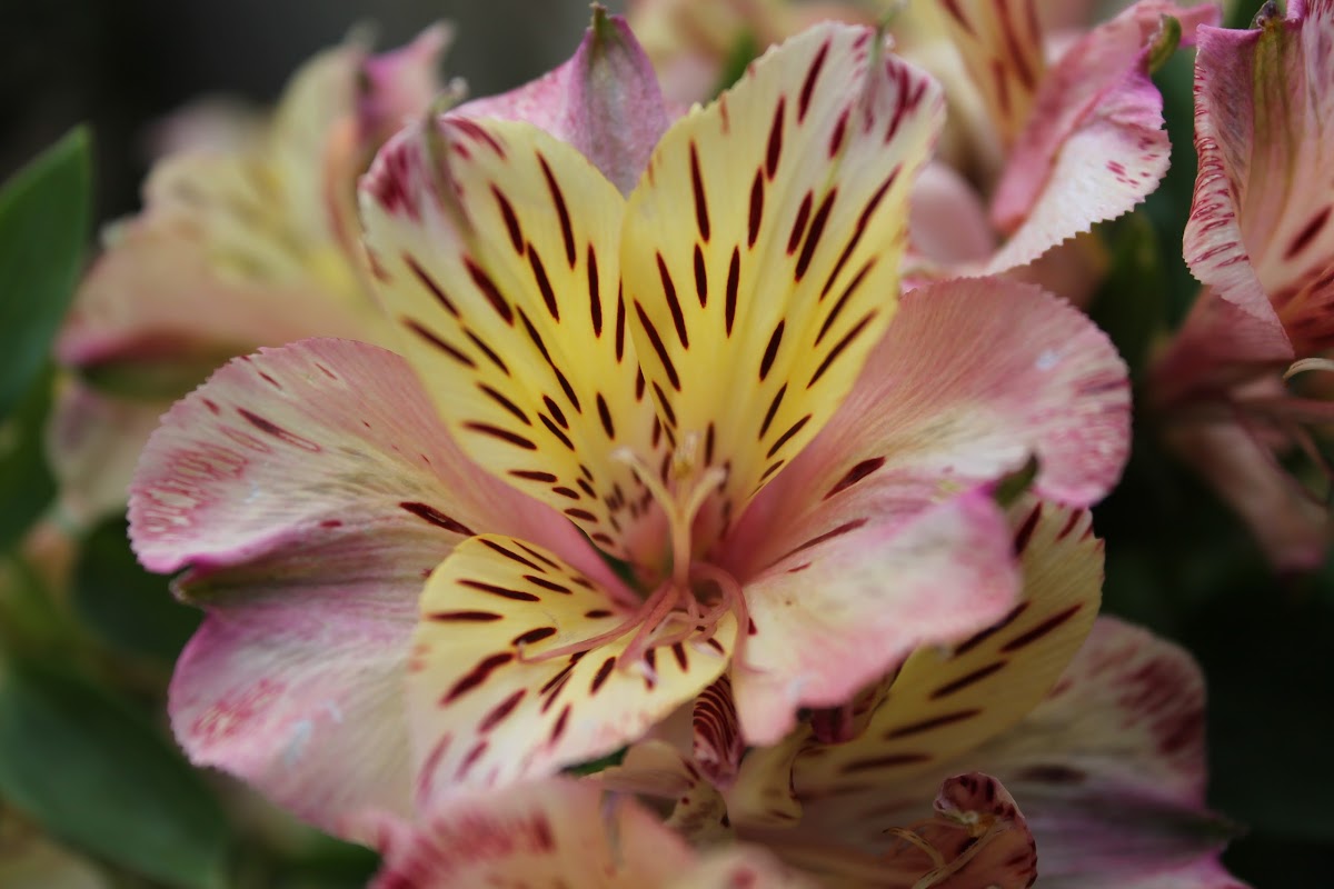 Peruvian Lily | Project Noah