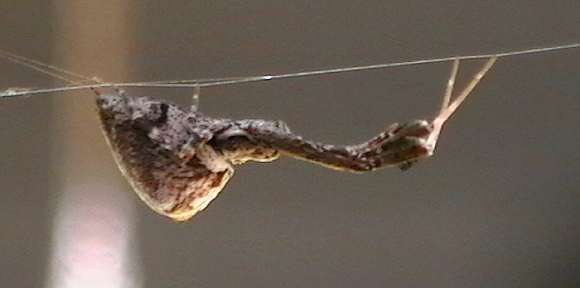 Feather-legged orb weaver | Project Noah