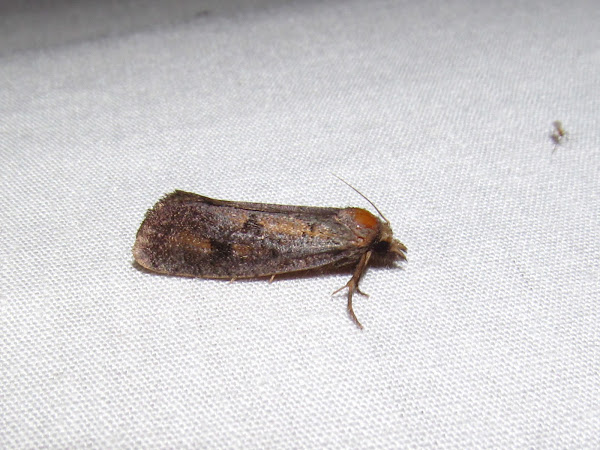 Clemens' Grass Tubeworm Moth | Project Noah