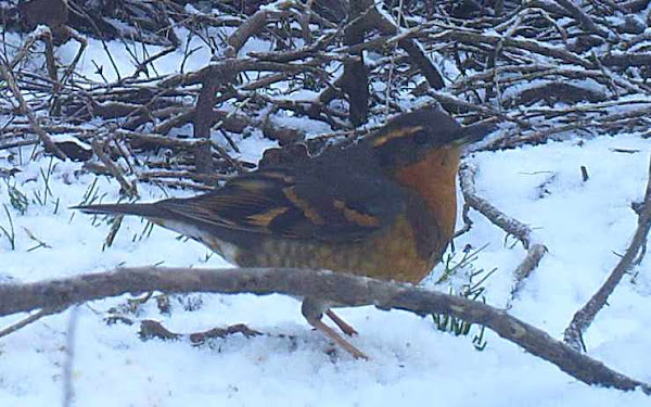 varied thrush | Project Noah