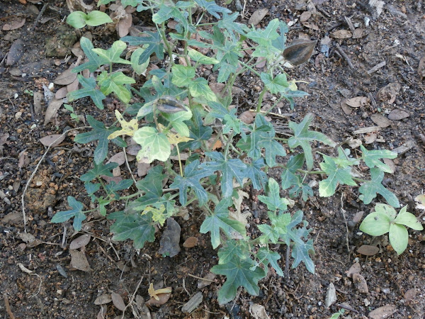 Musk Okra, Musk Mallow, Ambrette | Project Noah