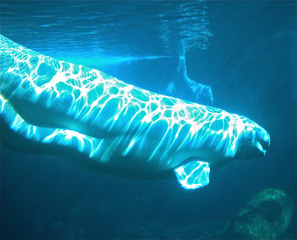 Beluga | Project Noah