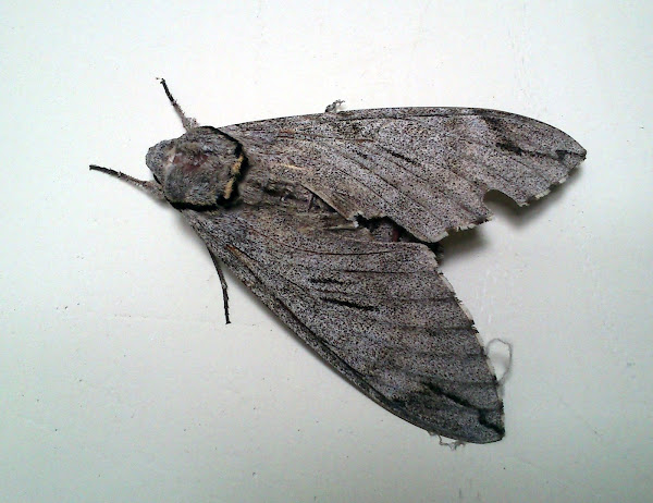 Plain Grey Hawk Moth | Project Noah