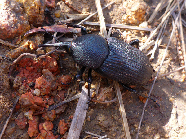 Agave Weevil | Project Noah