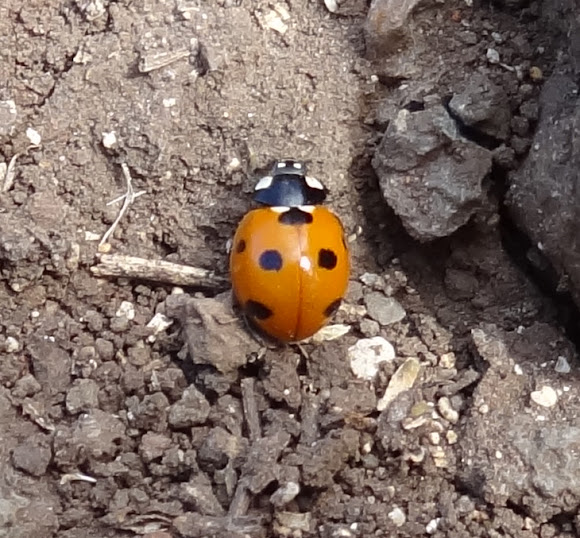 Seven-spotted ladybug | Project Noah