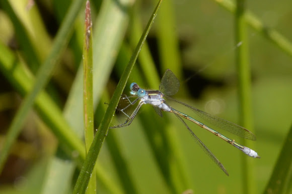Spread-wing Damselfly | Project Noah