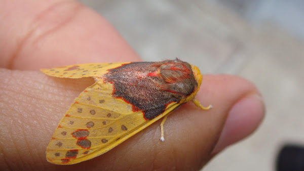 Amaxia moth | Project Noah