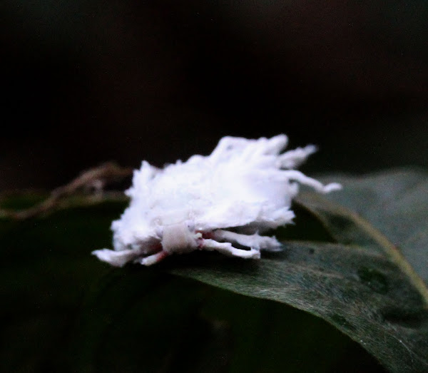 leafy mealy bug | Project Noah