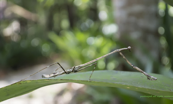 stick mantis | Project Noah