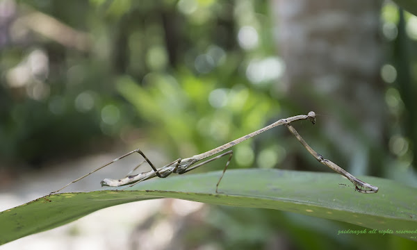 stick mantis | Project Noah