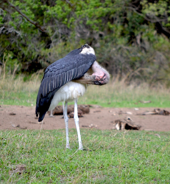 Marabou Stork | Project Noah