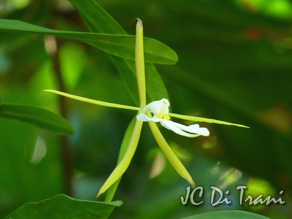 Night Scented Orchid | Project Noah